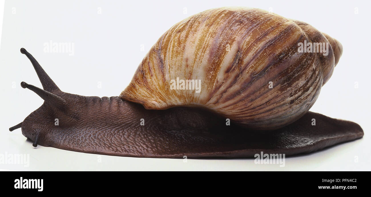 Mollusk biology hi-res stock photography and images - Alamy