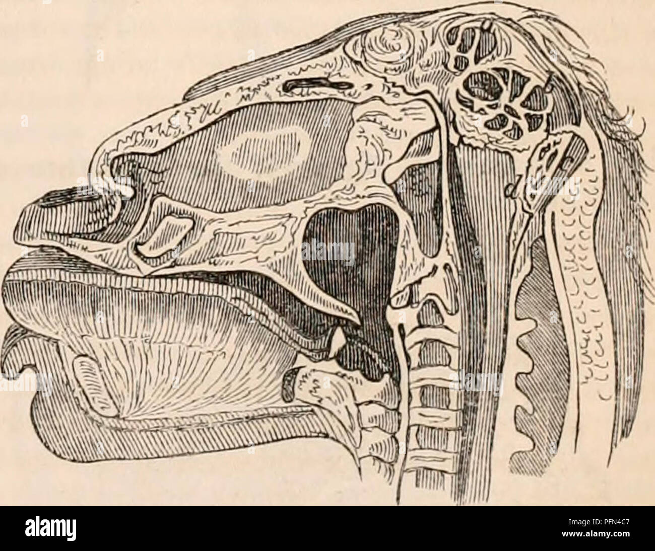The Cyclopædia of Anatomy and Physiology provides an extensive overview ...