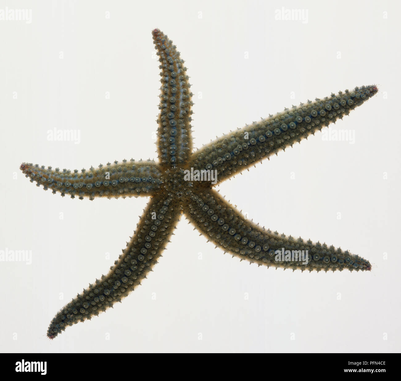 Five arms hi-res stock photography and images - Alamy