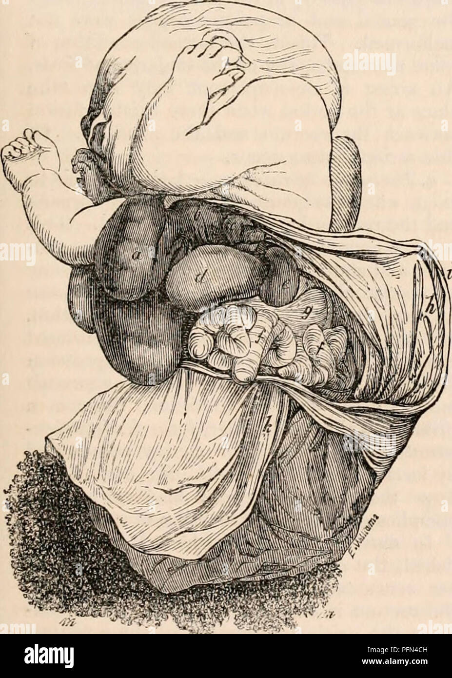 This entry from the 'Cyclopedia of Anatomy and Physiology' describes ...