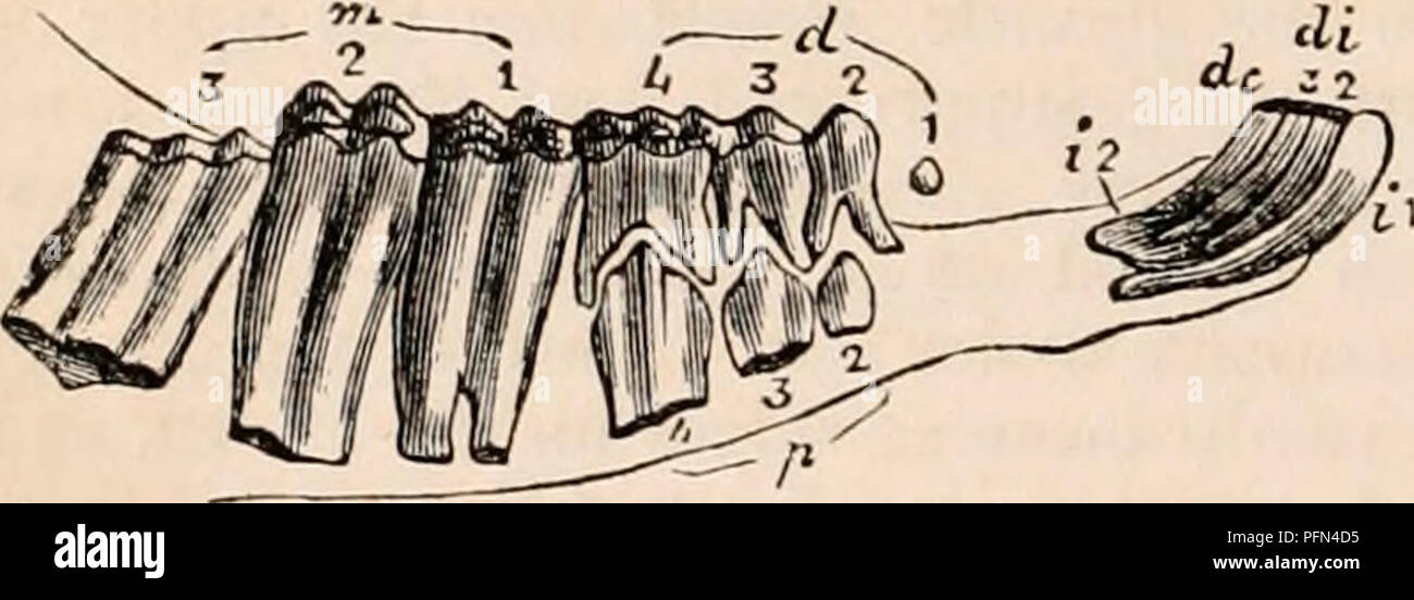 This section describes the anatomical features of ruminant animals ...