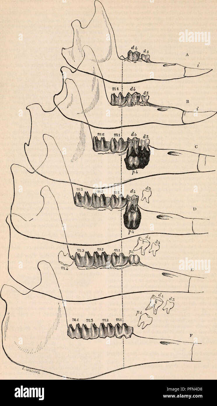 This comprehensive work on anatomy and physiology includes detailed ...