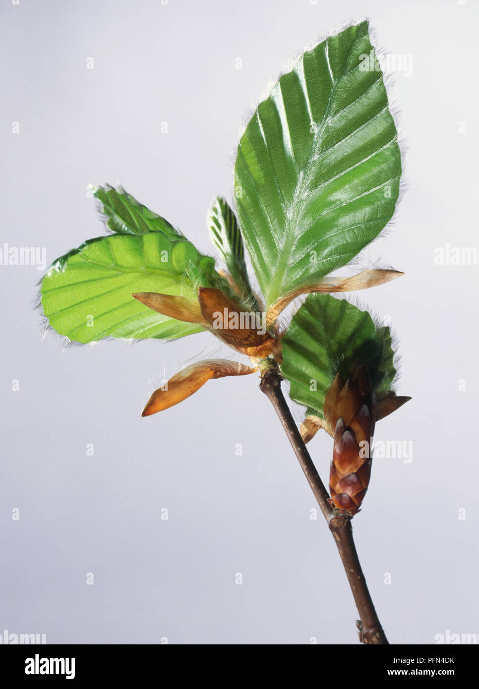 Fagus sylvatica, Common Beech, leaves from branch, front view Stock ...