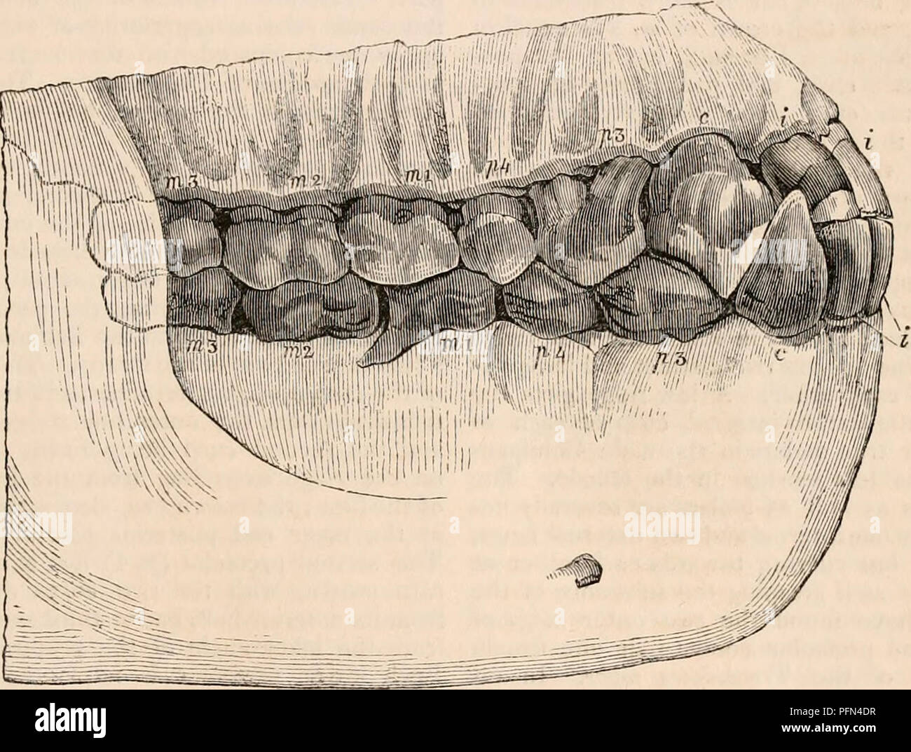 This cyclopedia provides an in-depth look at the human and animal ...