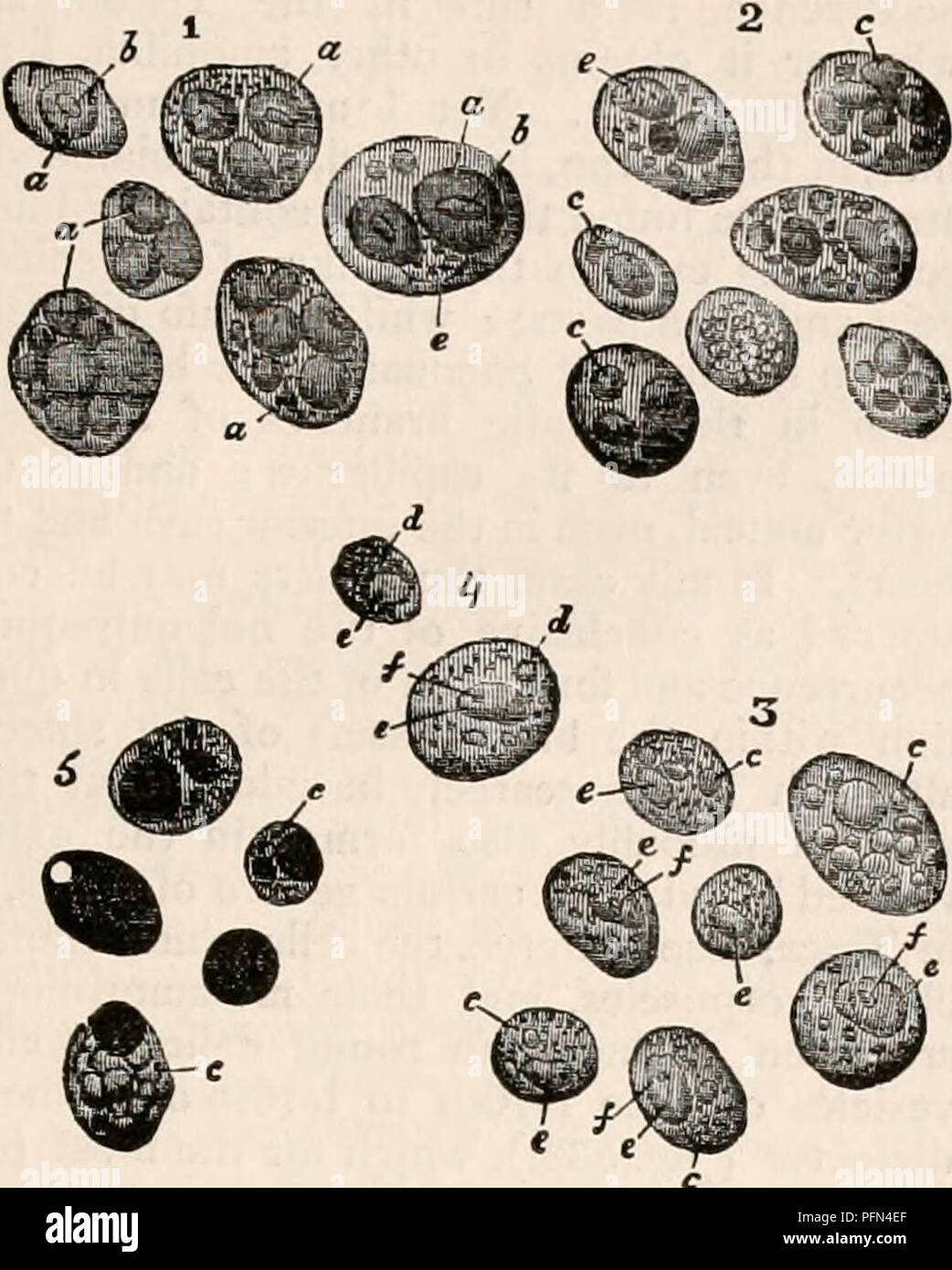 Frog blood cells hi-res stock photography and images - Alamy