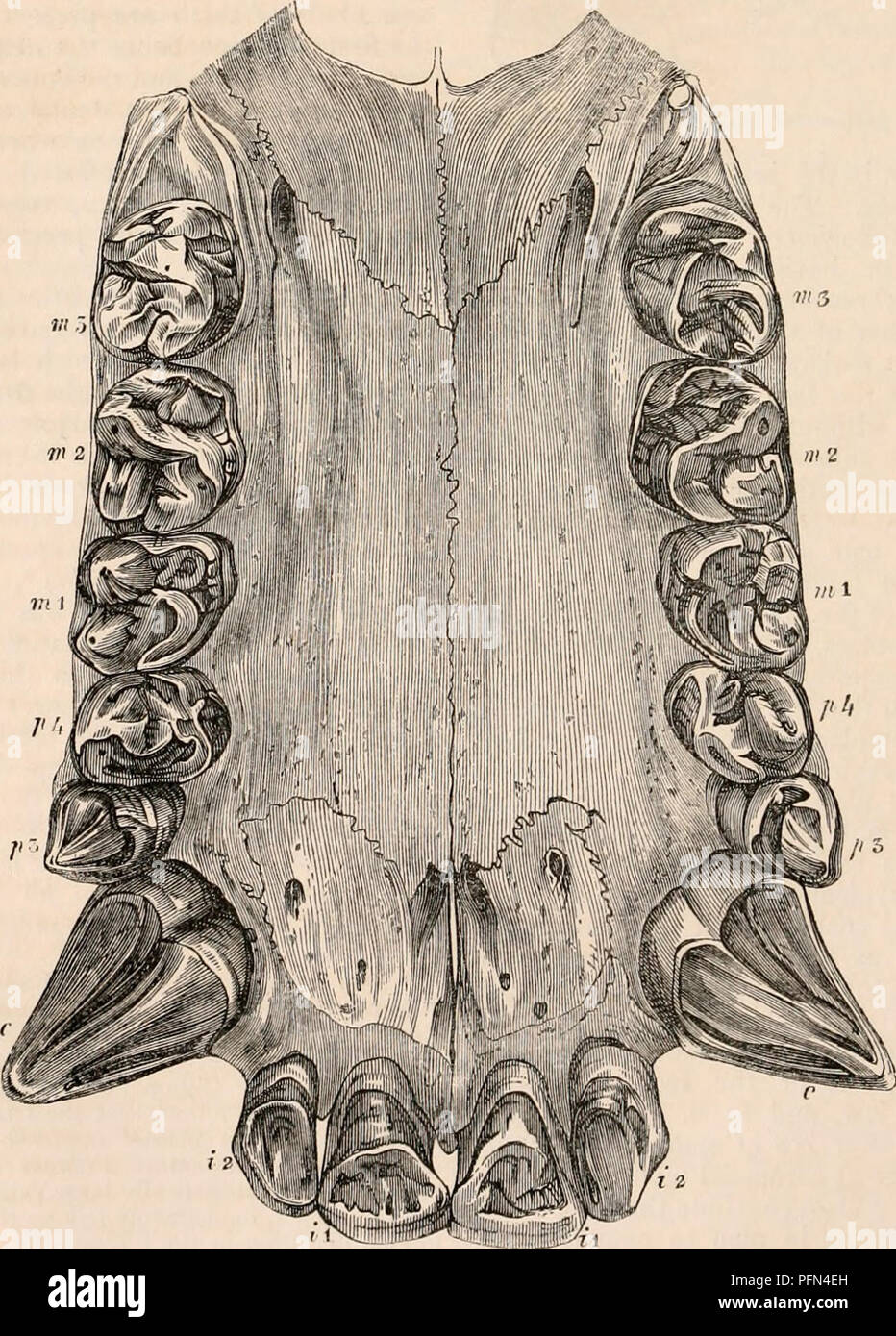 This volume of the 'Cyclopædia of Anatomy and Physiology' features ...