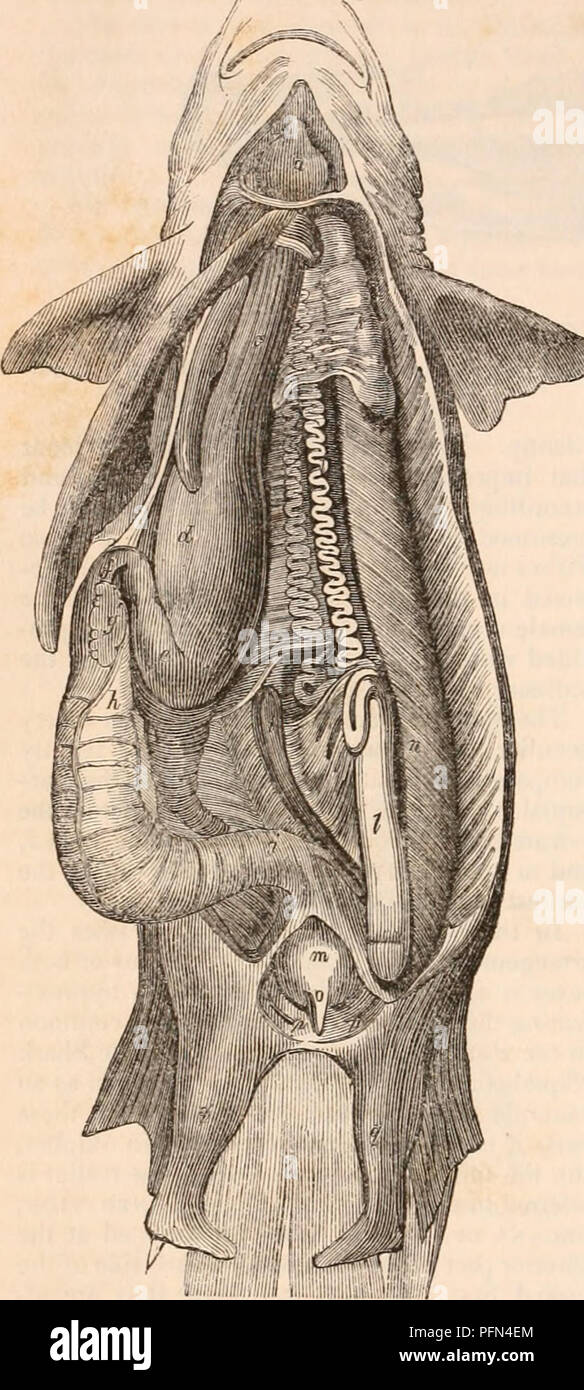 This anatomical diagram details the viscera of a male shark, including ...