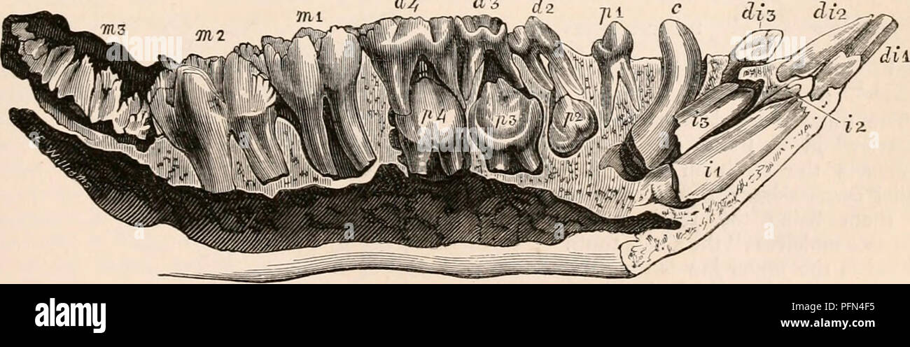This entry from 'The Cyclopædia of Anatomy and Physiology' describes ...