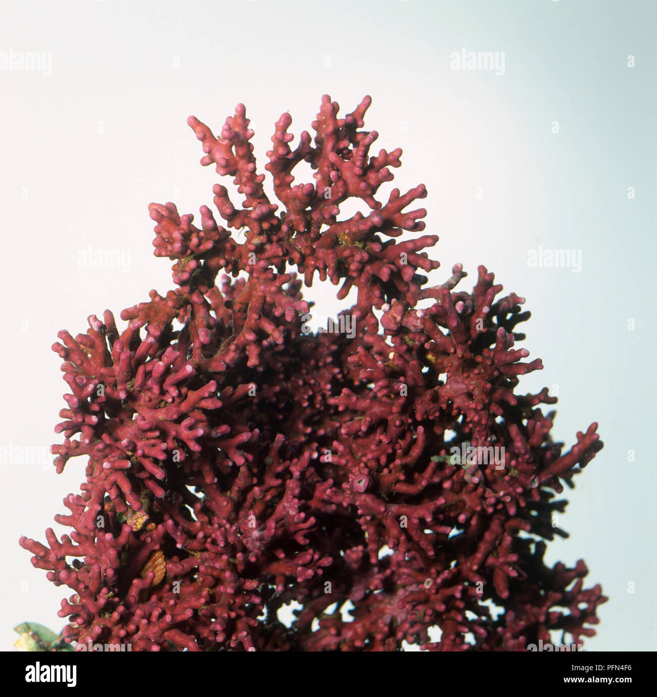 Maerl hi-res stock photography and images - Alamy