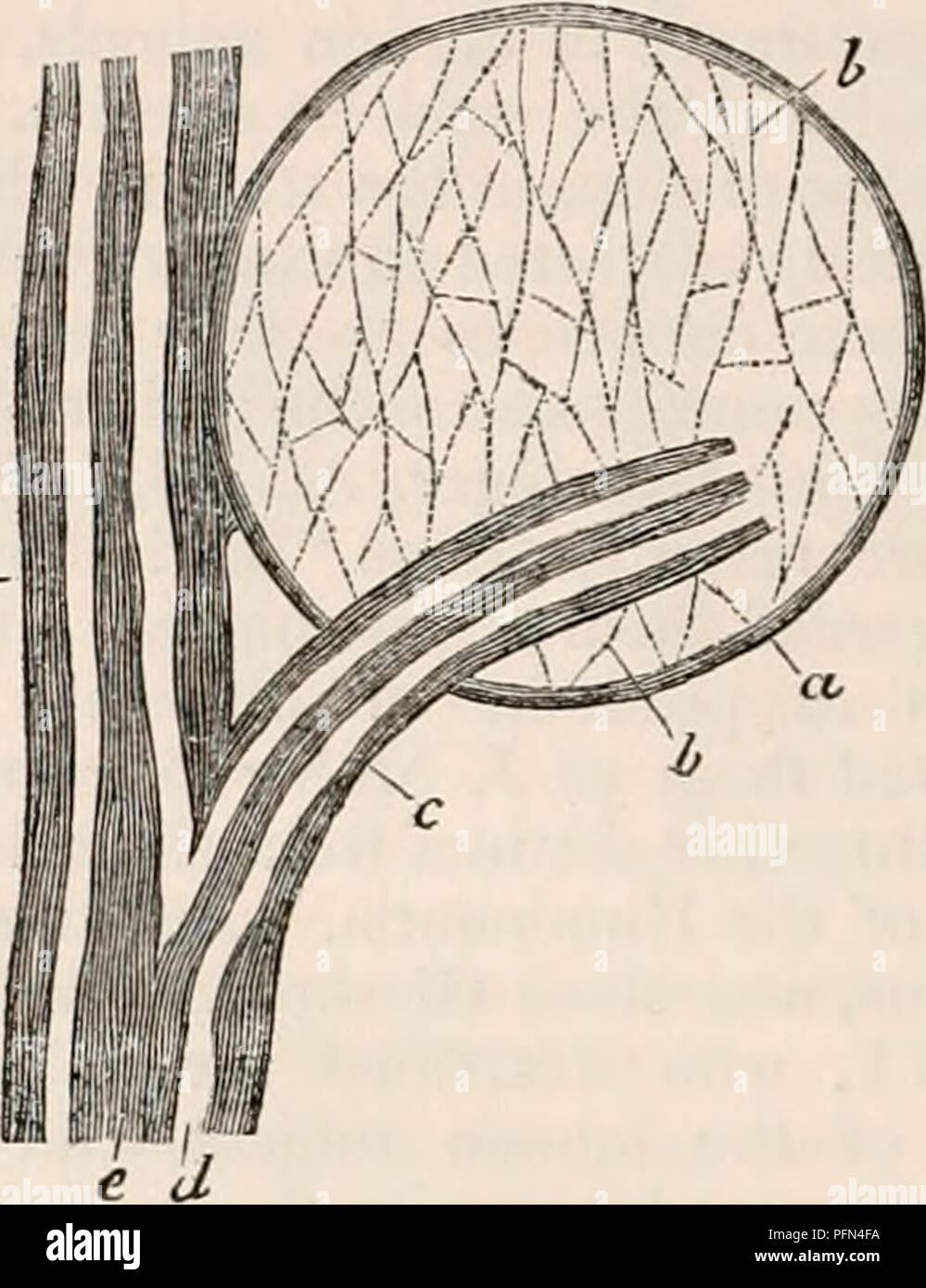 This cyclopedia provides detailed explanations of human and animal ...