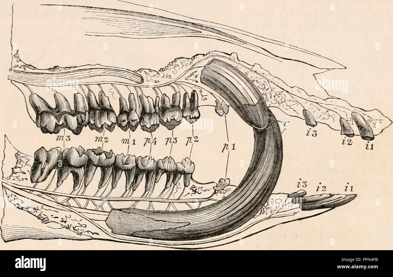 . The cyclopædia of anatomy and physiology. Anatomy; Physiology ...