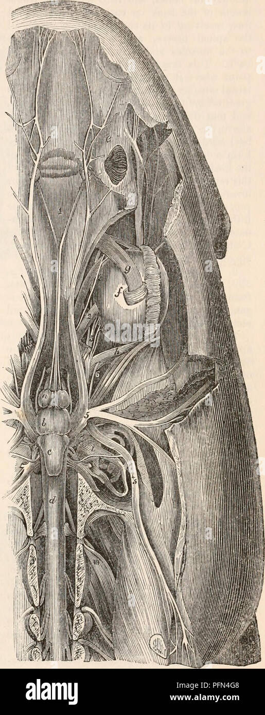 Fasciculi hi-res stock photography and images - Alamy