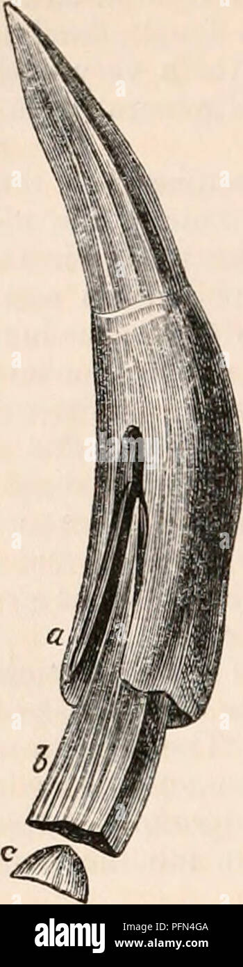 Illustration of gavial hi-res stock photography and images - Alamy