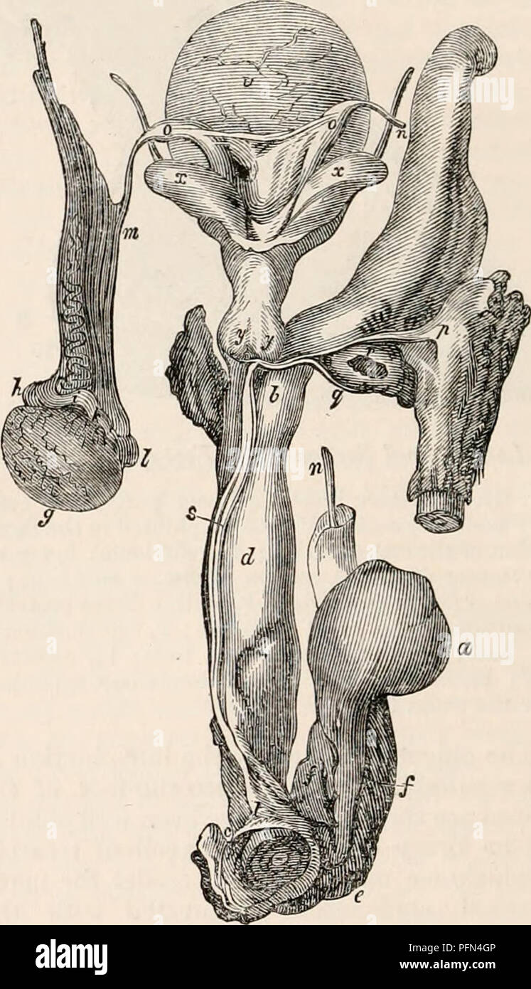 Sheep Anatomy Reproductive Sheep Anatomy – AnatomyStuff