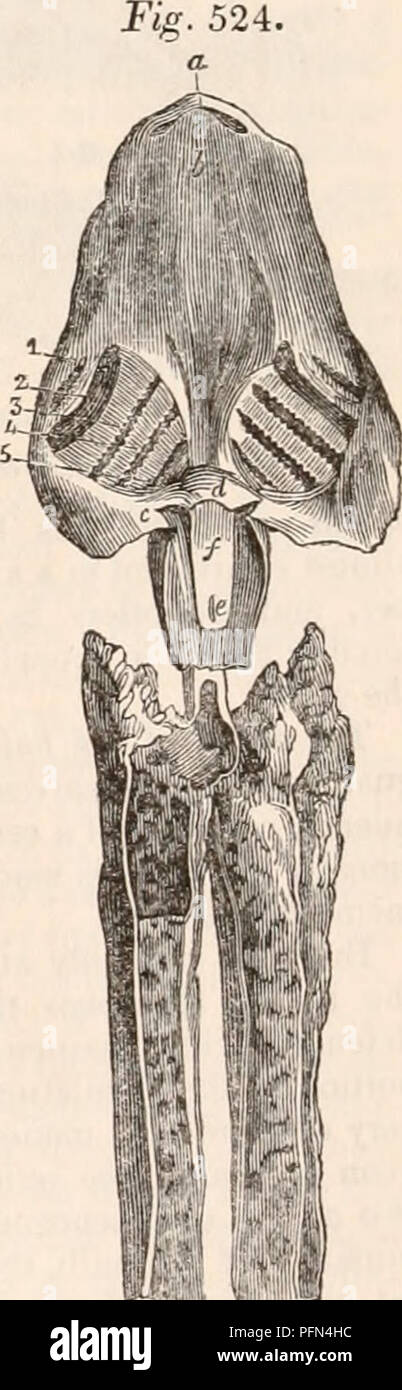 This work covers the anatomical and physiological features of ...