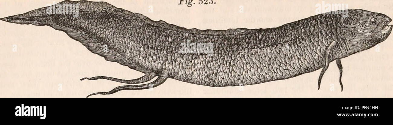 This comprehensive cyclopedia covers a wide range of topics in anatomy ...