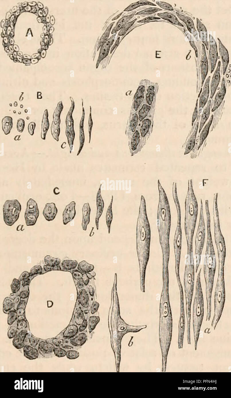 Decidua reflexa hi-res stock photography and images - Alamy