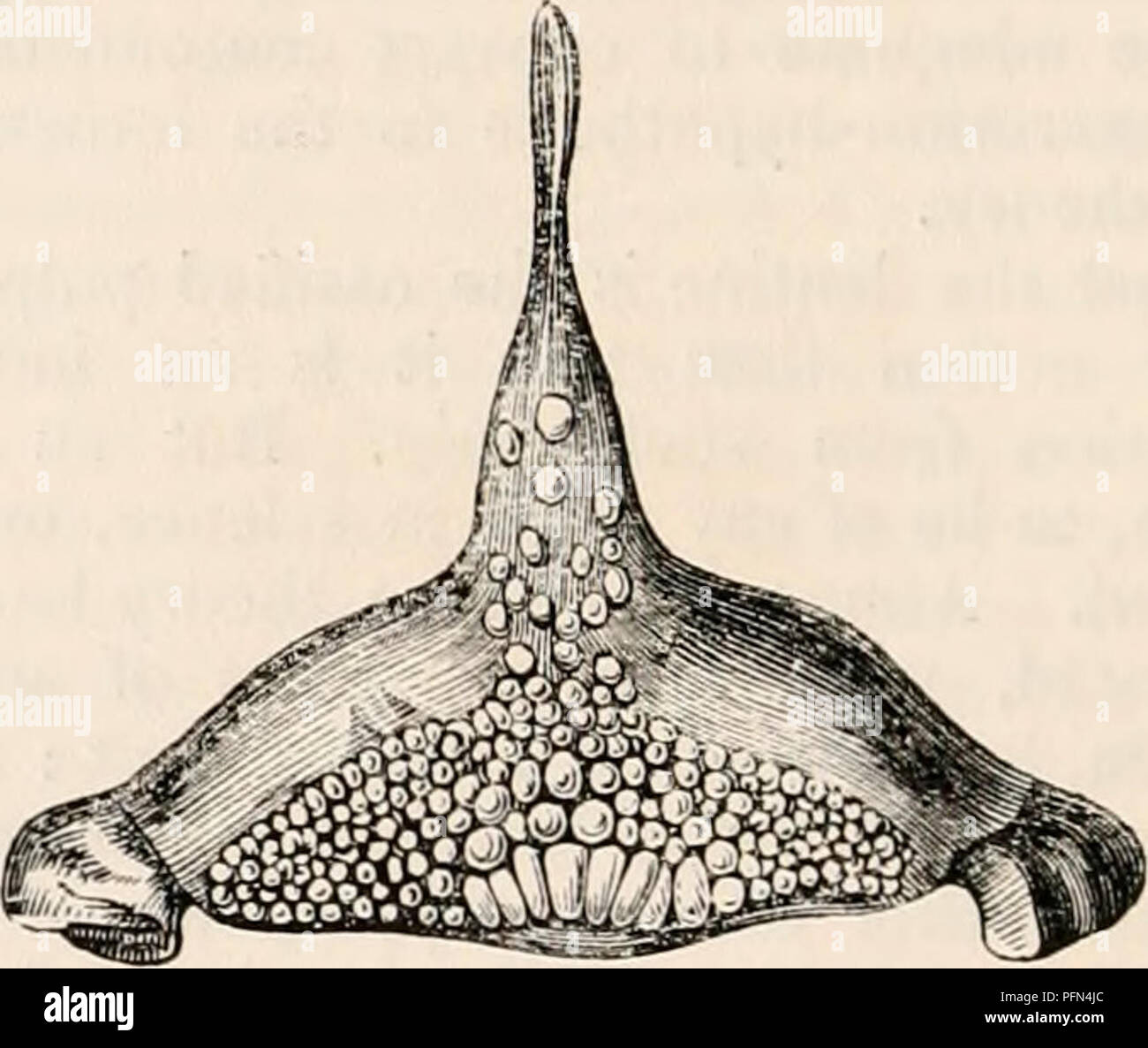 Anterior cones hi-res stock photography and images - Alamy