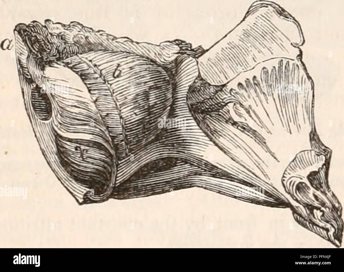 . The cyclopædia of anatomy and physiology. Anatomy; Physiology ...