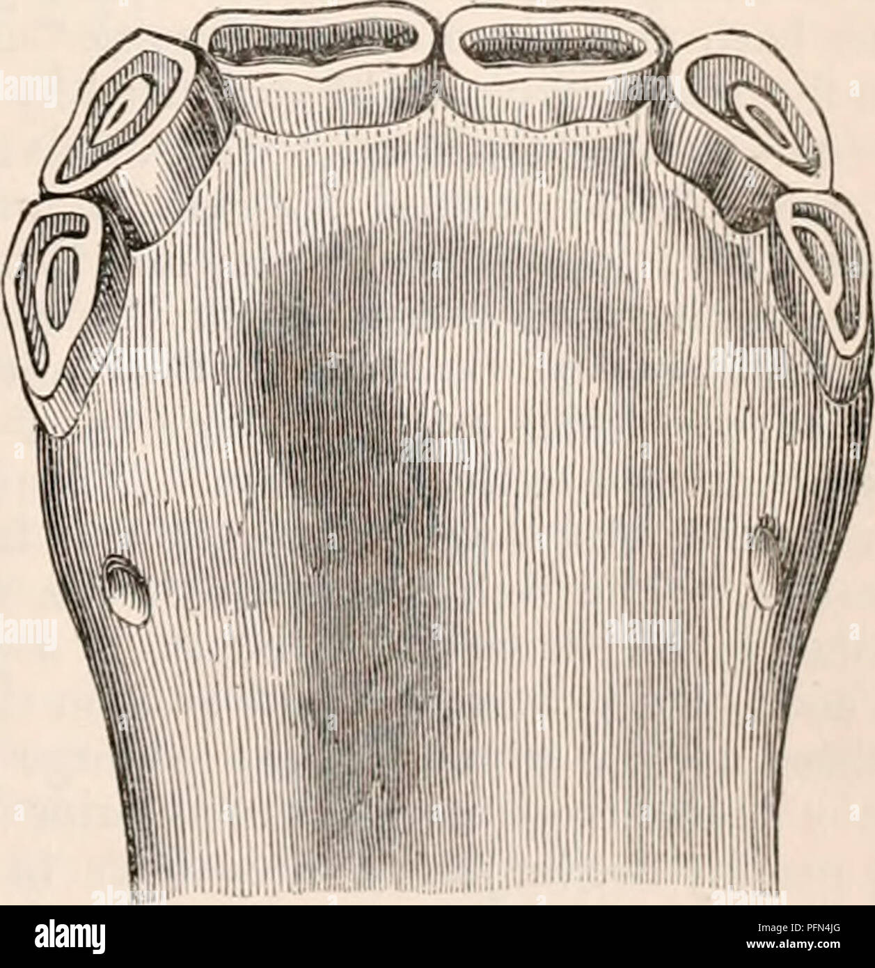 This illustration provides a detailed view of the anatomy and ...