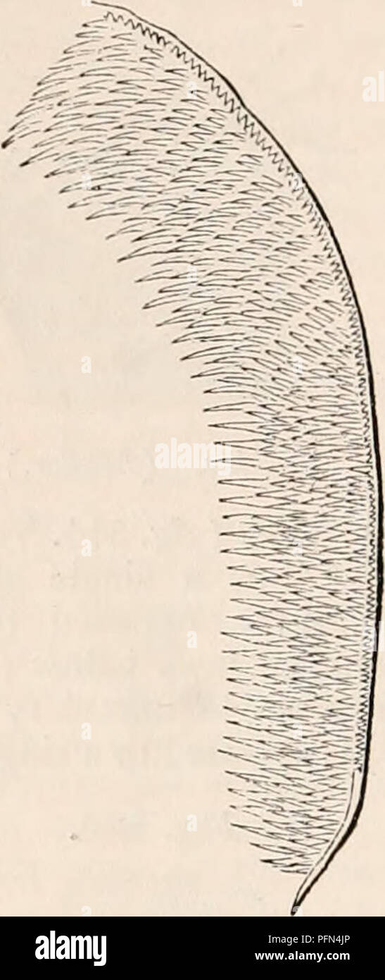 This illustration from *The Cyclopædia of Anatomy and Physiology ...