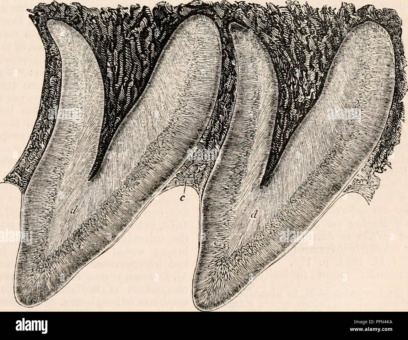 This illustration from the 'Cyclopædia of Anatomy and Physiology' shows ...