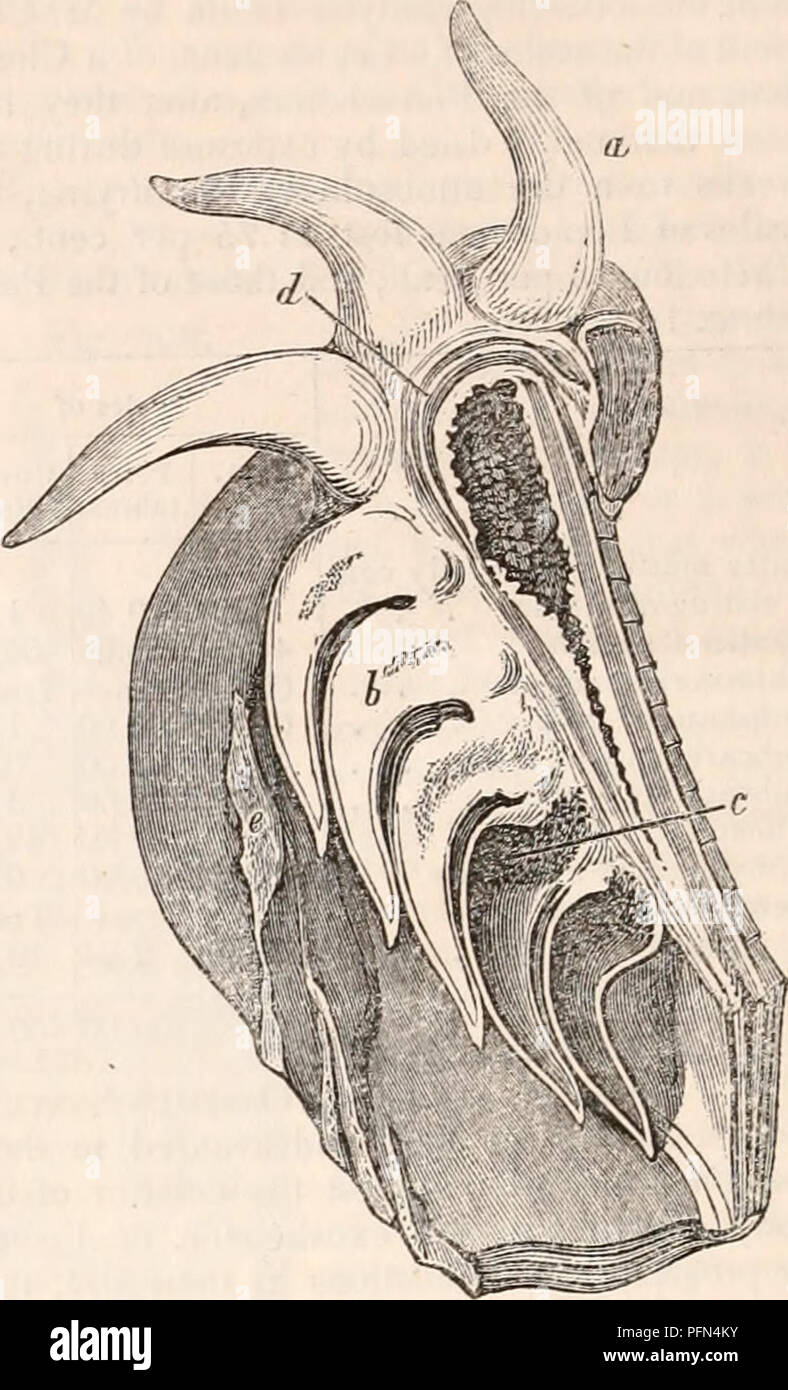 This image comes from a cyclopedia of anatomy and physiology ...