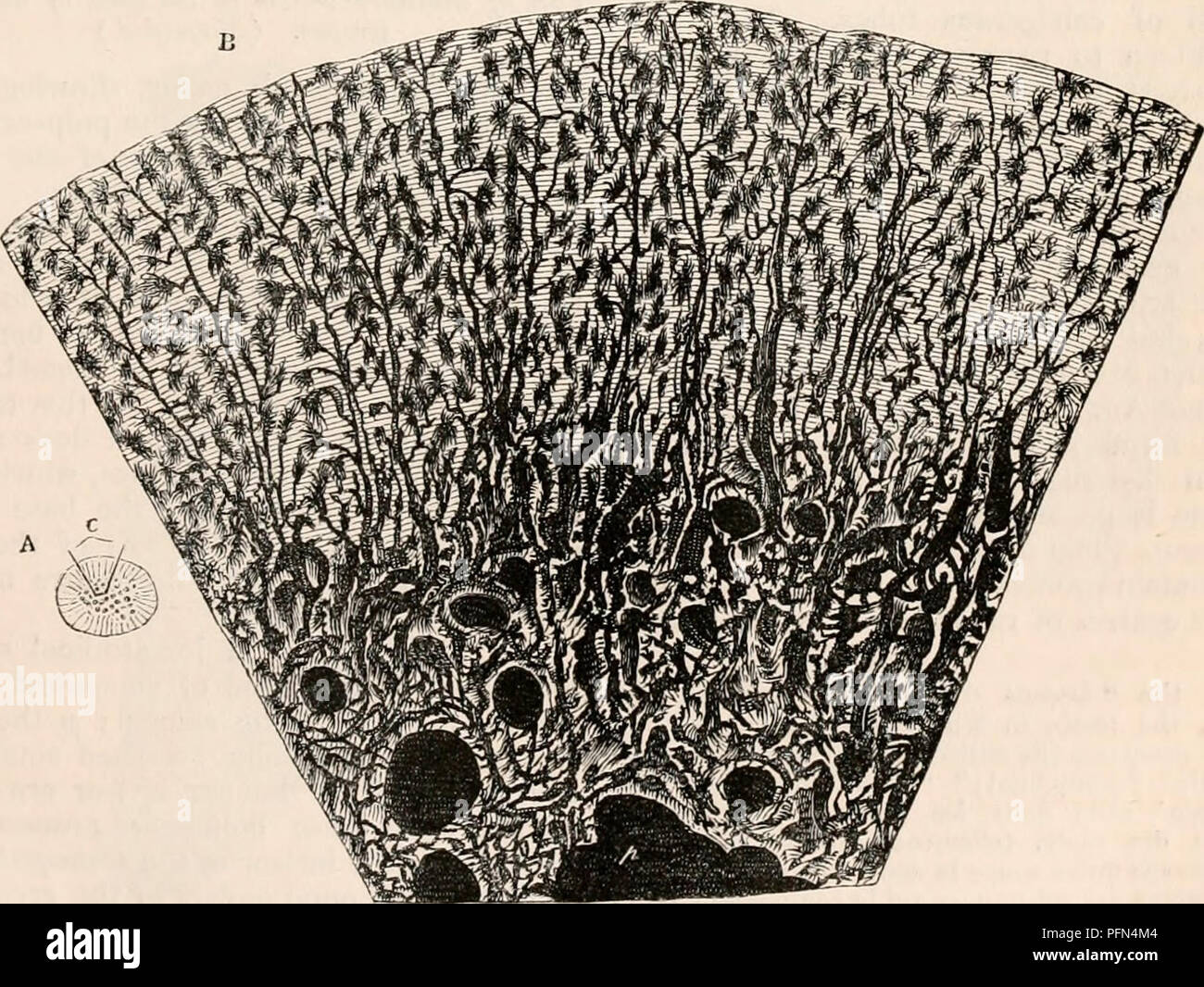 This detailed reference work covers the anatomy and physiology of ...