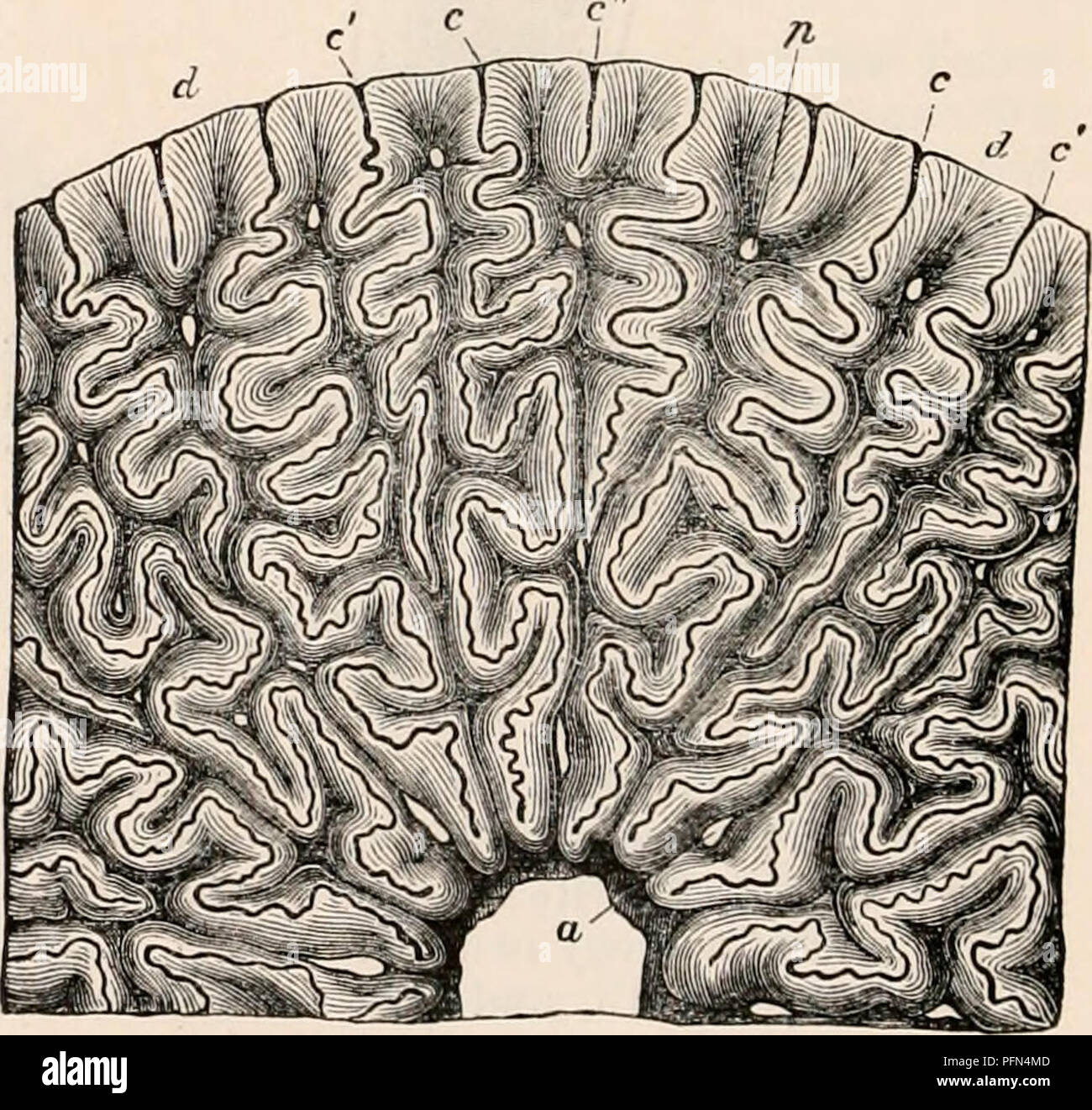 . The cyclopædia of anatomy and physiology. Anatomy; Physiology ...