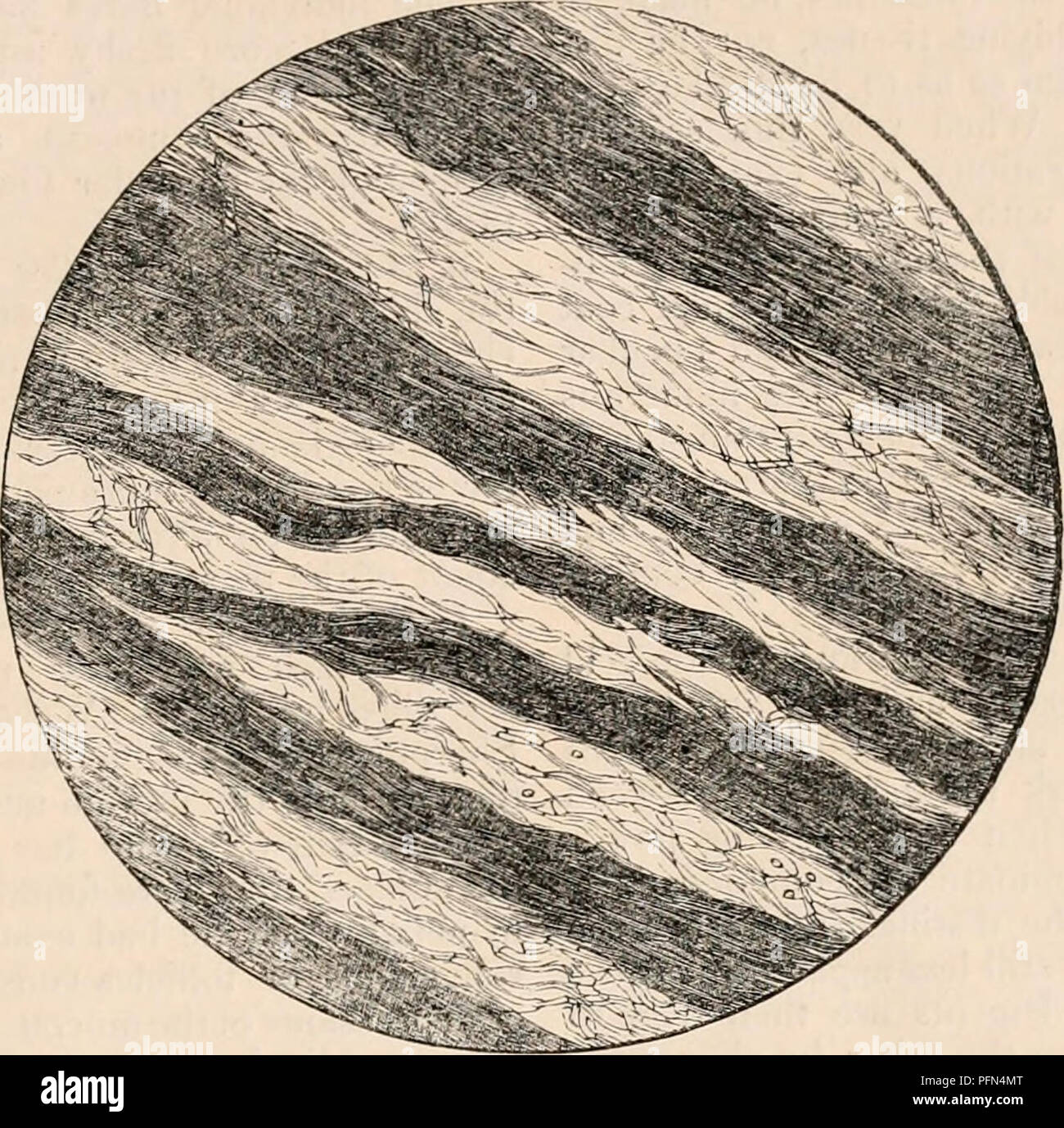 Layers of the fallopian tubes hi-res stock photography and images - Alamy