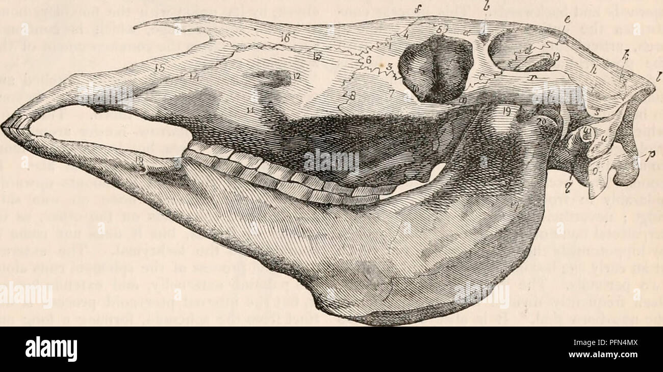. The cyclopædia of anatomy and physiology. Anatomy; Physiology ...