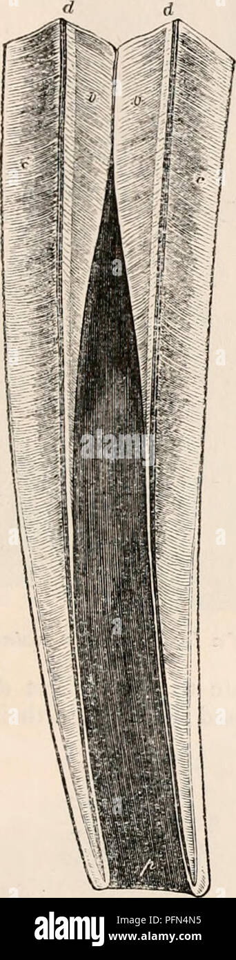 . The cyclopædia of anatomy and physiology. Anatomy; Physiology ...