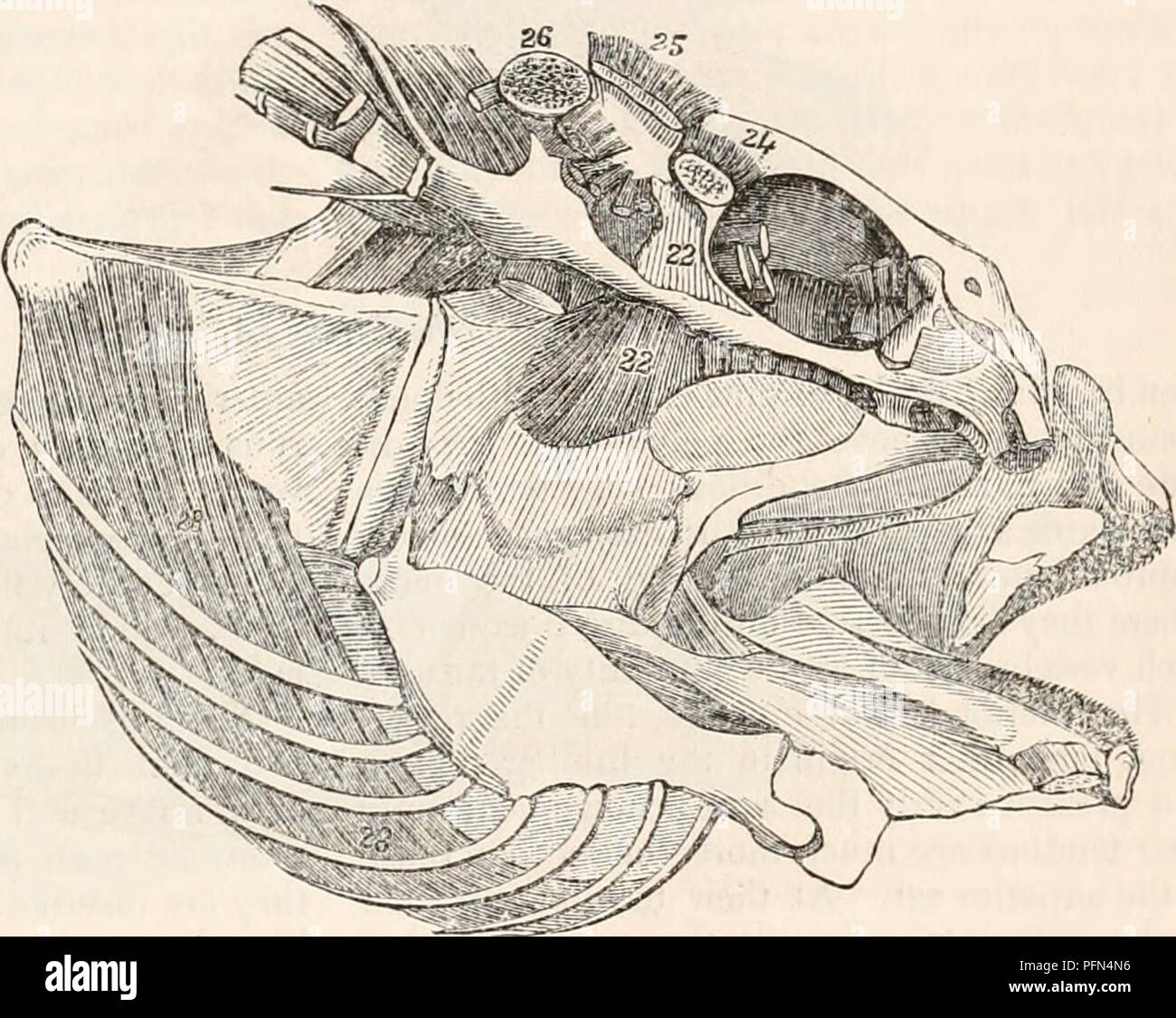 This reference work explores various aspects of human and animal ...