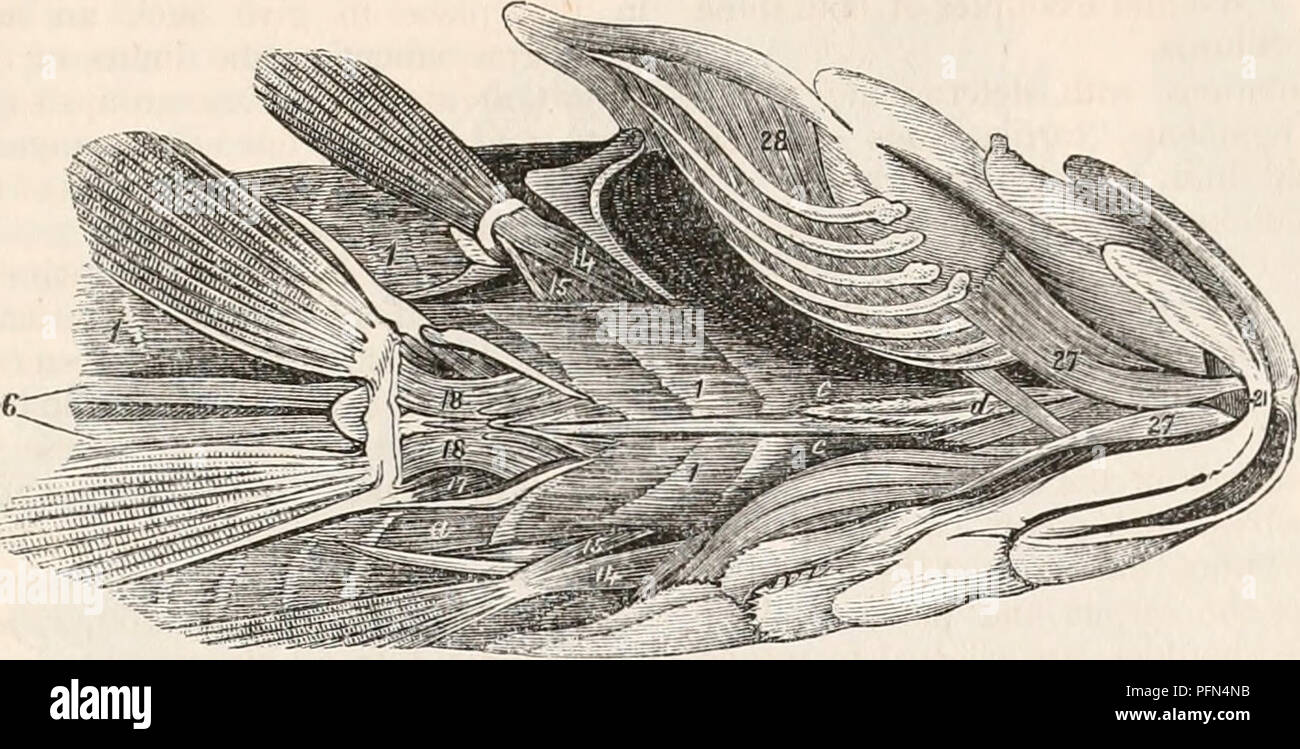 . The cyclopædia of anatomy and physiology. Anatomy; Physiology ...