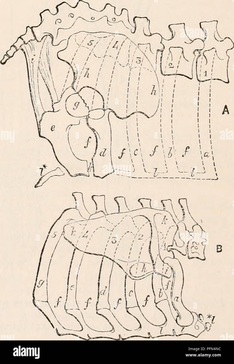 . The cyclopædia of anatomy and physiology. Anatomy; Physiology ...