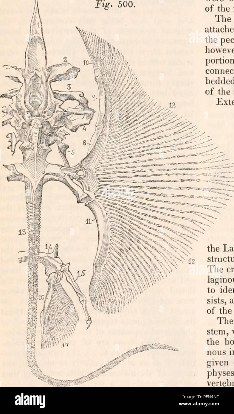 This detailed entry from the Cyclopaedia of Anatomy and Physiology ...