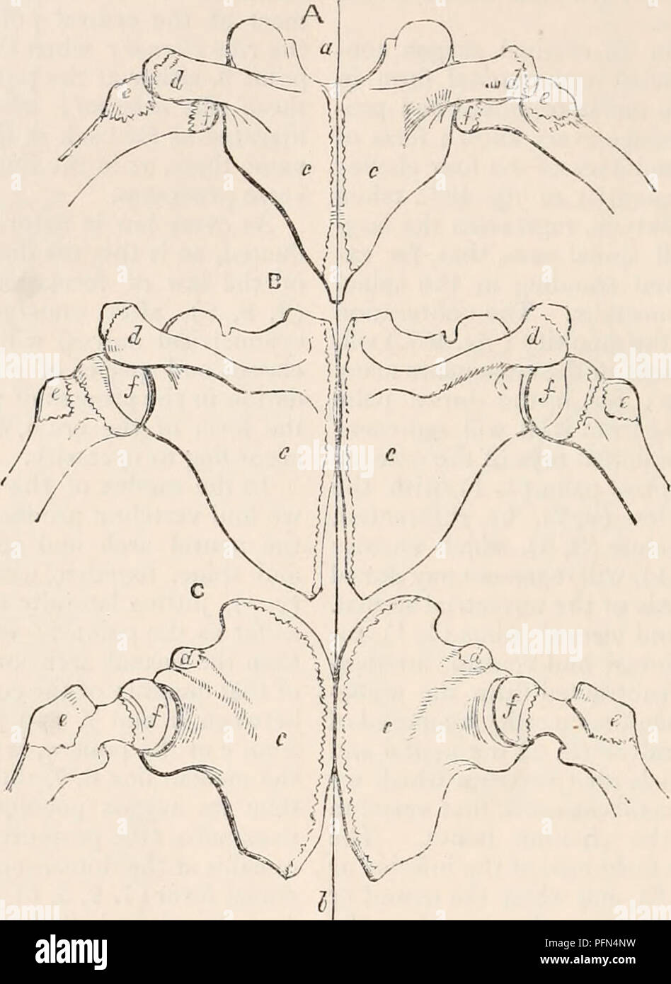 This portion of the cyclopedia delves into the human skeleton, focusing ...