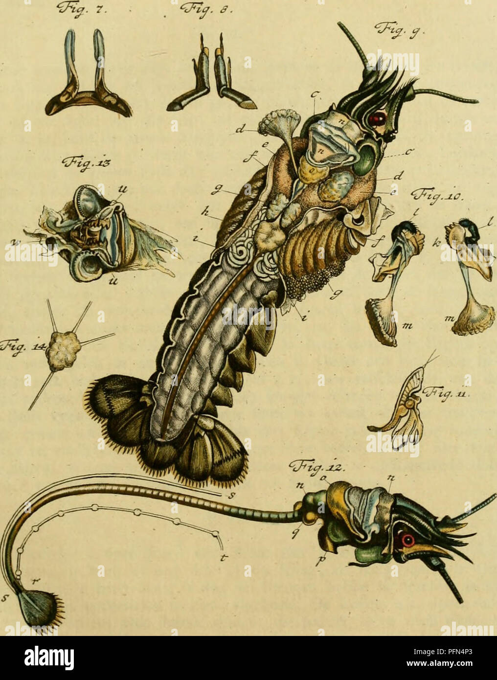 . De natuurlyke historie der insecten; voorzien met naar 't leven ...
