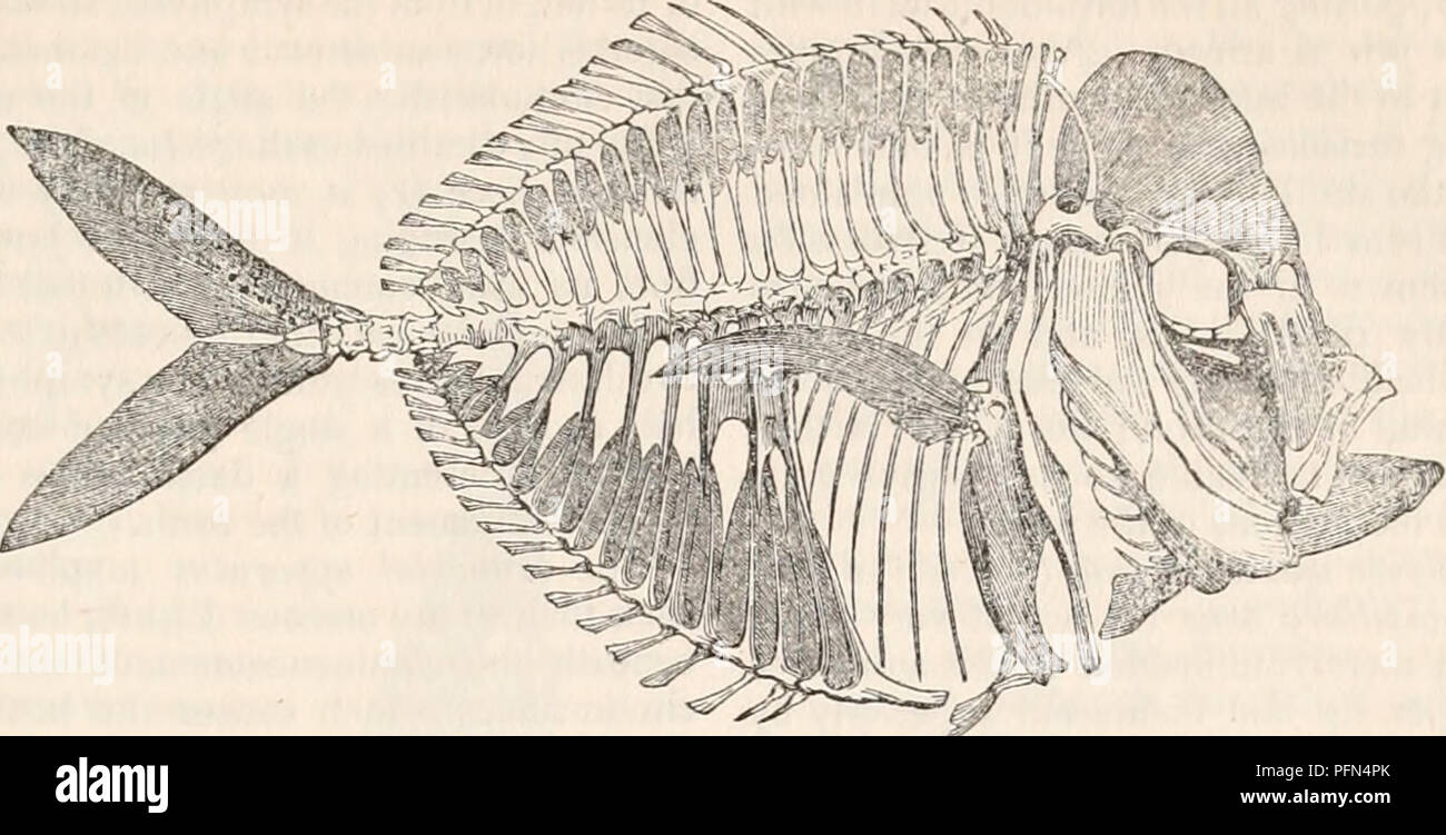 . The cyclopædia of anatomy and physiology. Anatomy; Physiology ...