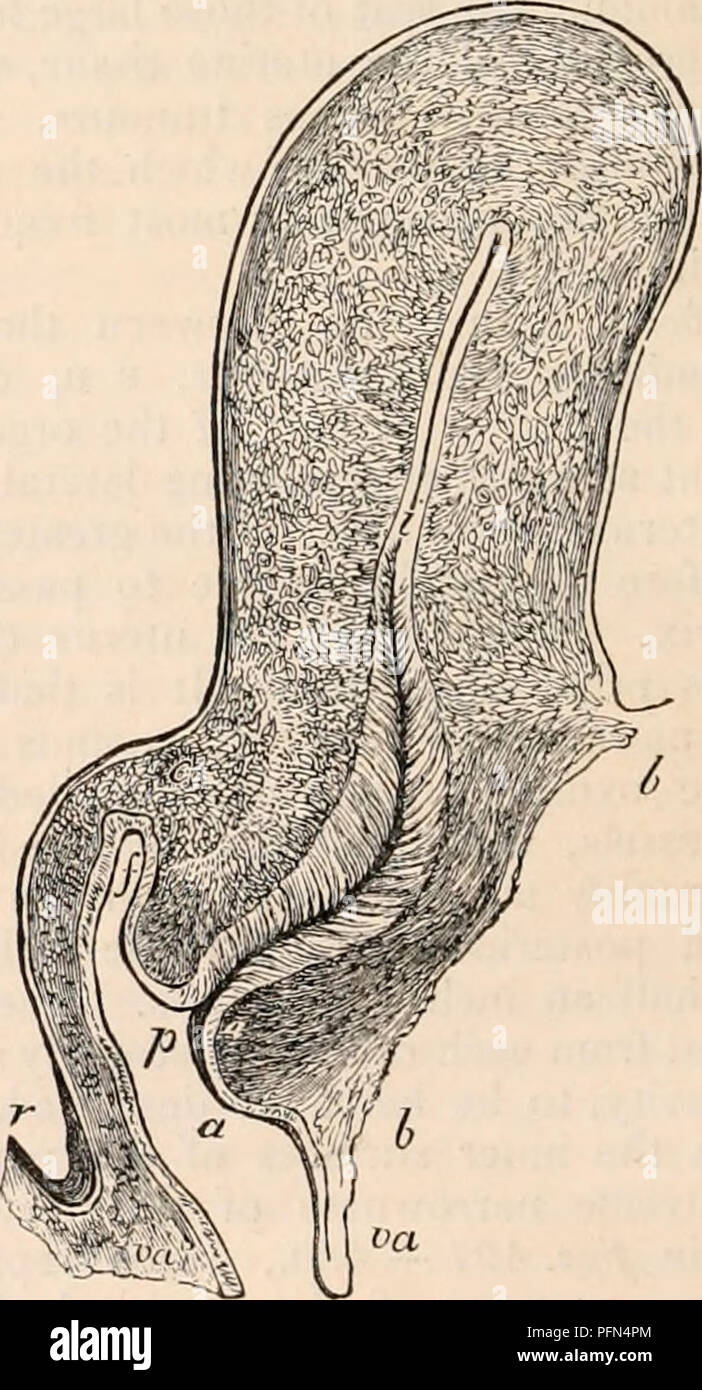 Cervical canal of uterus hi-res stock photography and images - Alamy