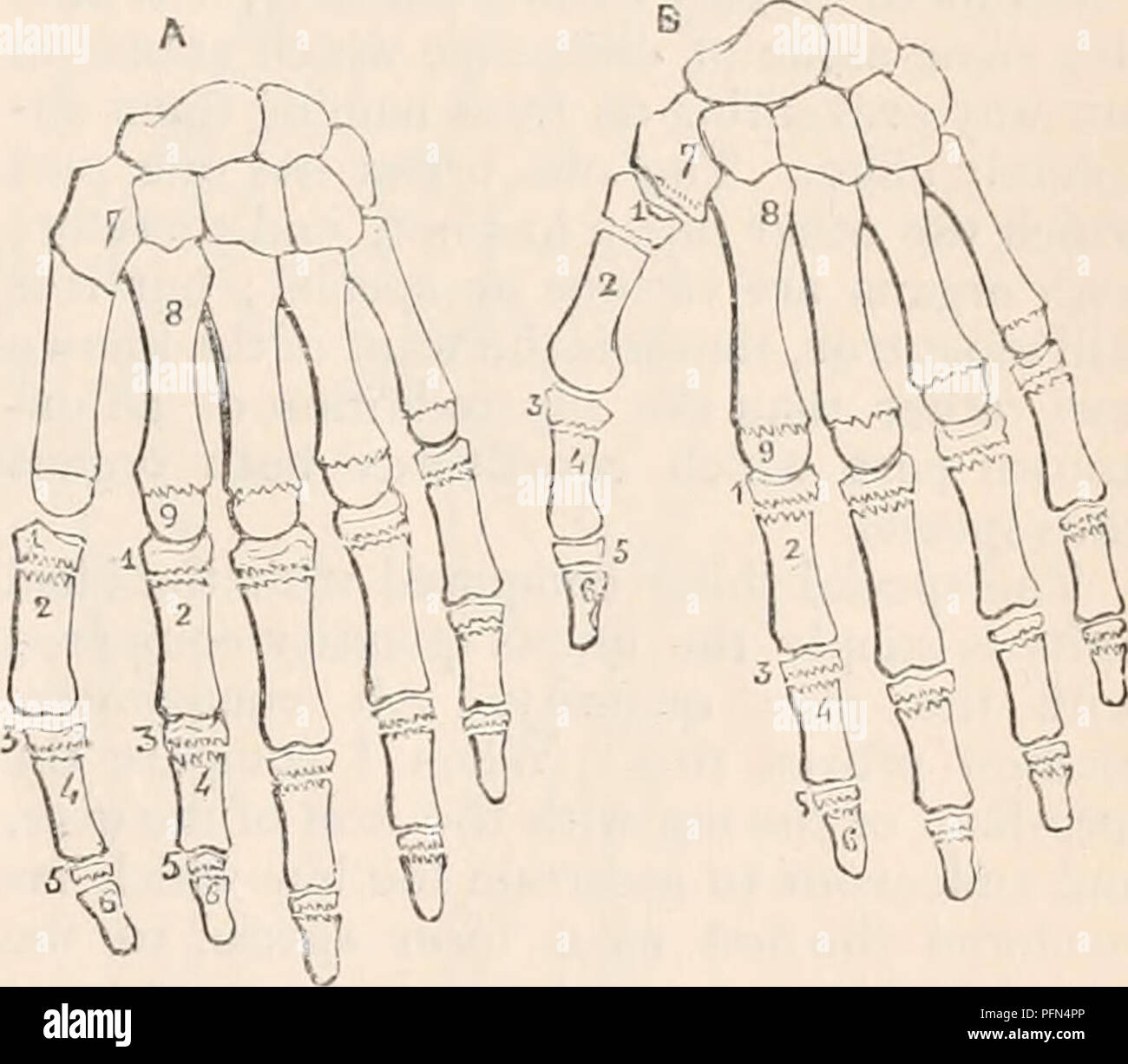 Metacarpo hi-res stock photography and images - Alamy