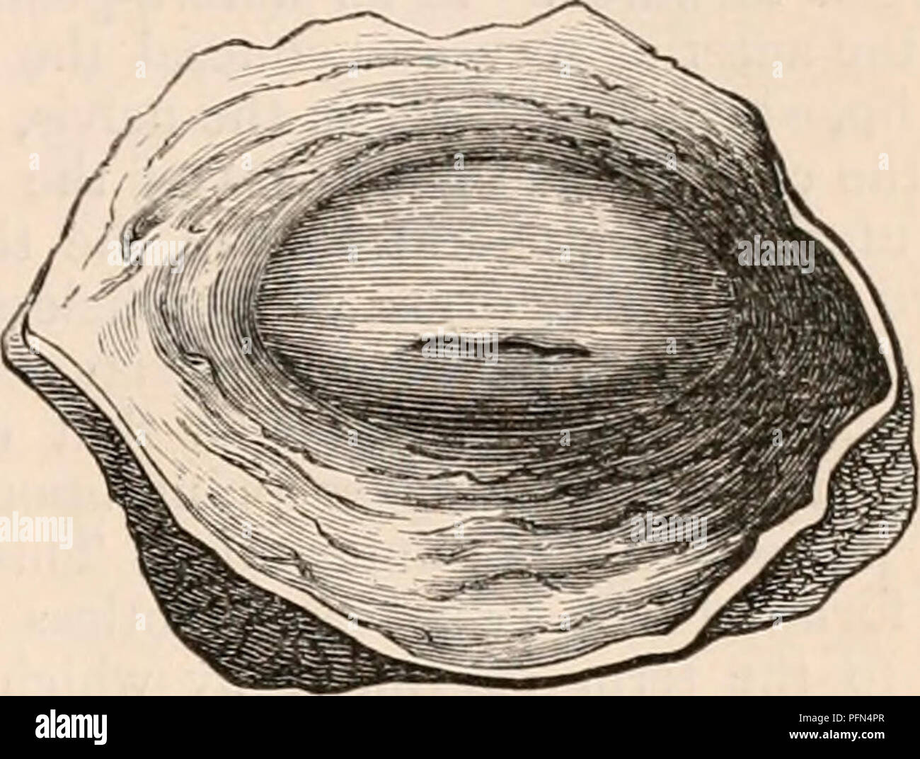 *The Cyclop‘dia of Anatomy and Physiology* by Robert Bentley Todd ...