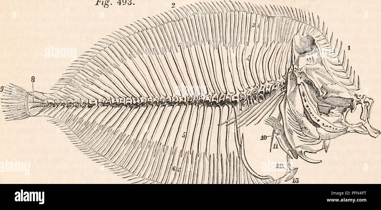 The skeleton of Trigla tyra displays immovable articulation between the ...