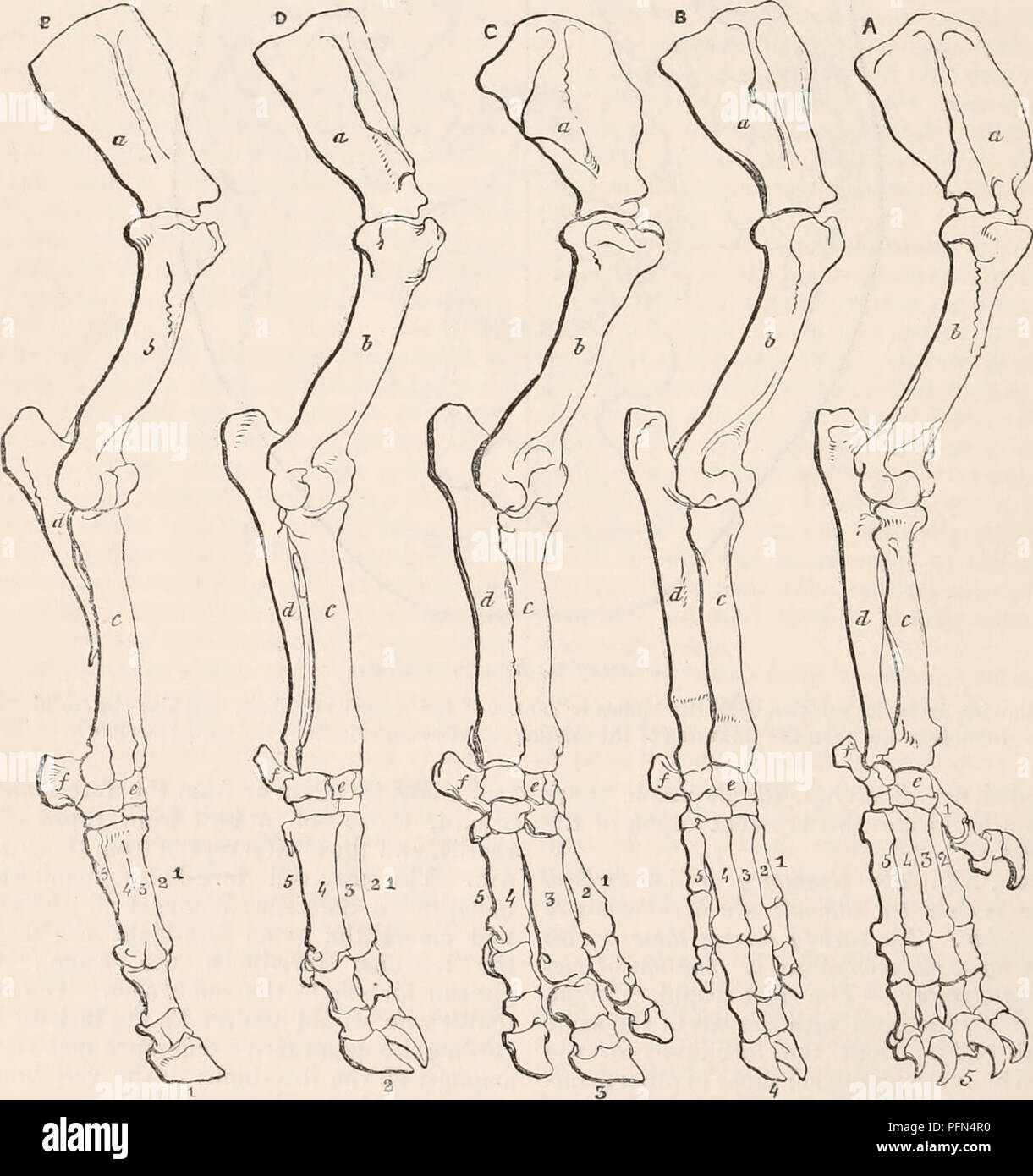 Human Animal Metamorphosis