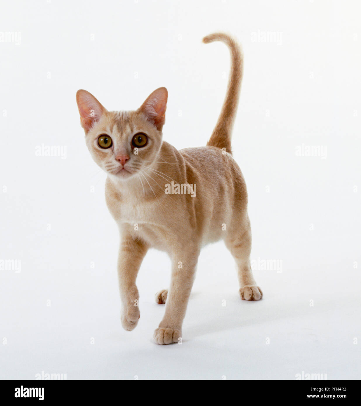 Cream Burmese kitten with strong legs and strong, rounded chest ...