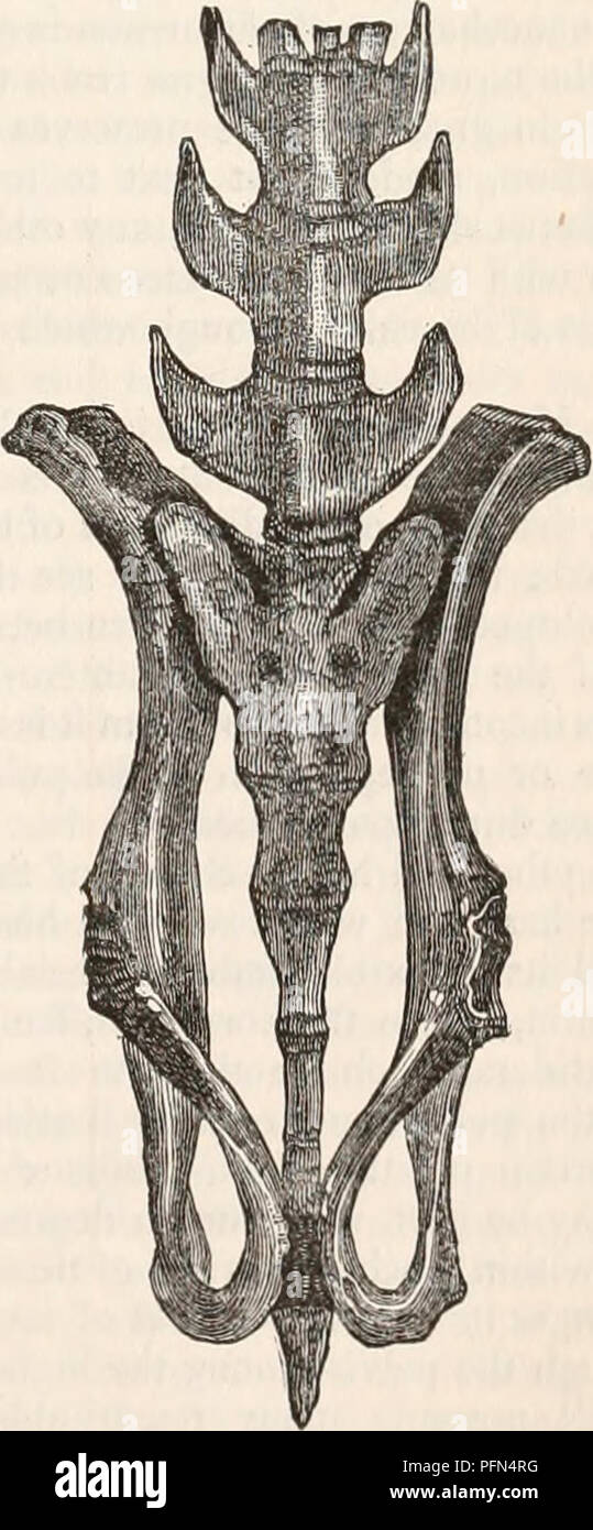 This anatomical illustration shows the pelvis of a guinea pig during ...