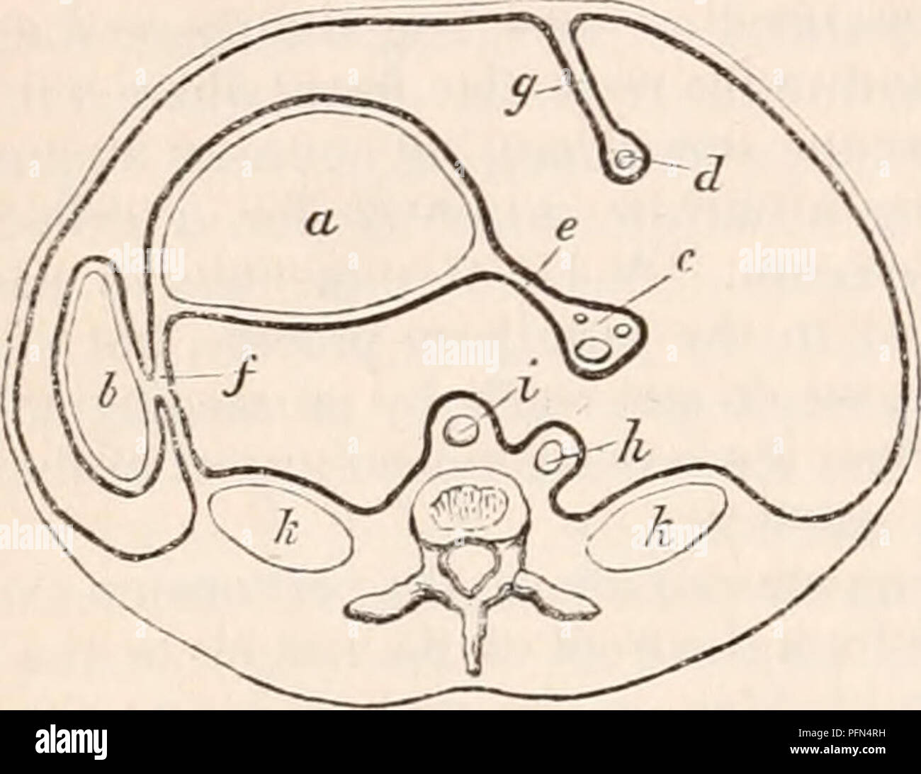 This section describes the peritoneum and its role in the human body ...