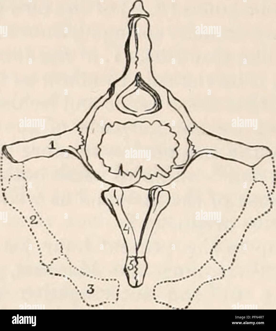 This anatomical and physiological study focuses on the skeletal ...