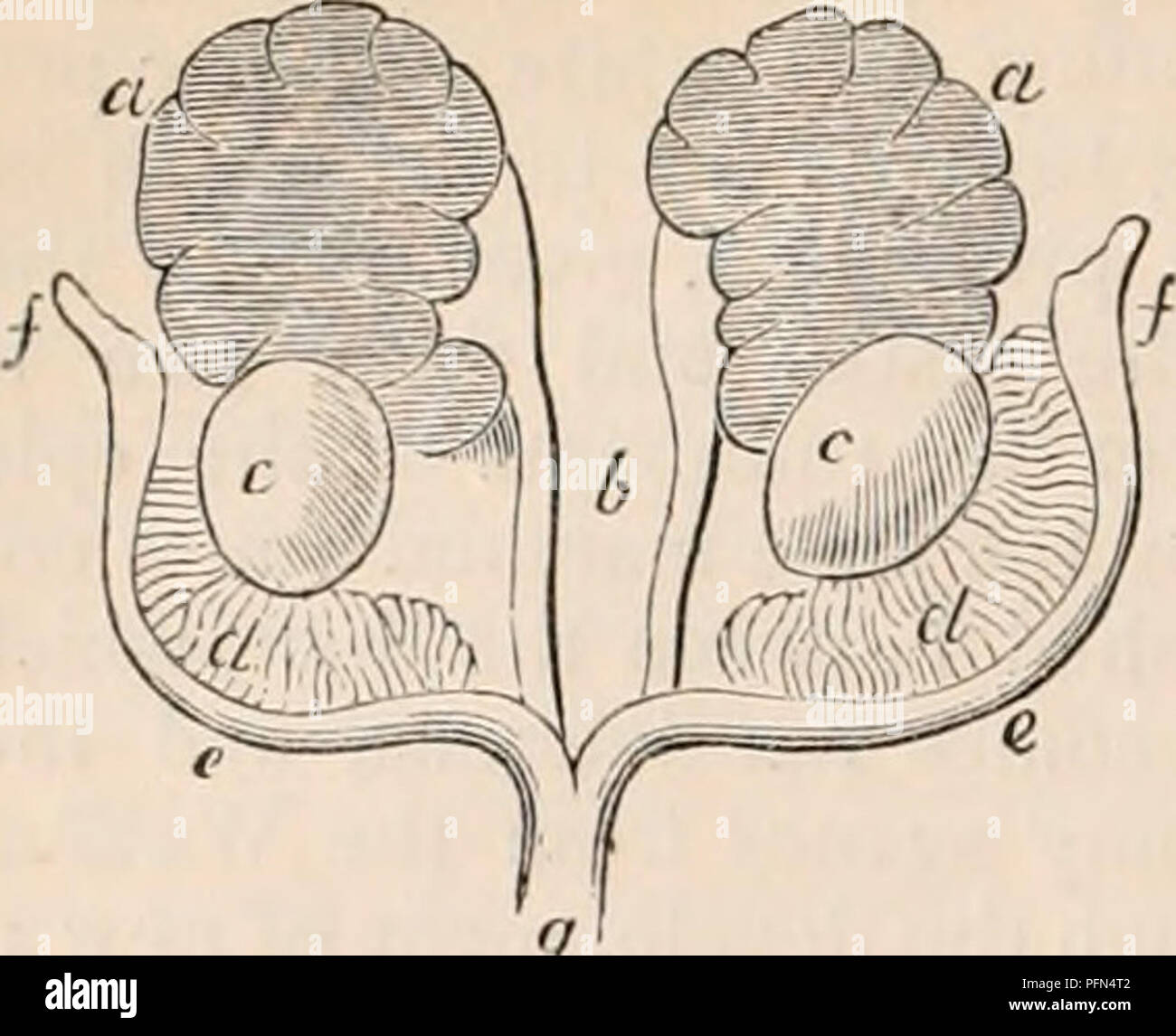 Undulating outline hi-res stock photography and images - Alamy