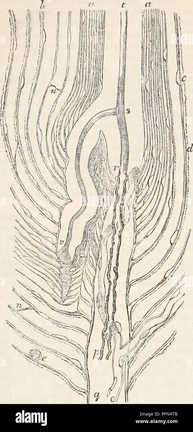 Pacinian corpuscle hi-res stock photography and images - Alamy